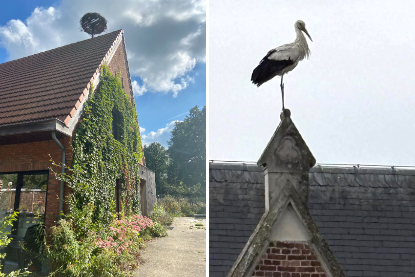 Zoersels koppel met ooievaarsnest wacht al acht jaar op bewoners, kans vergroot nu met broedpaar ...